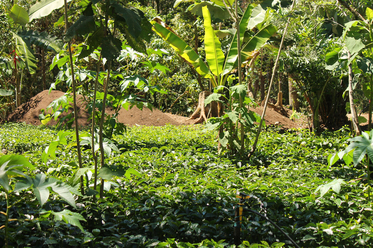 Trinity Blend – Café Mam